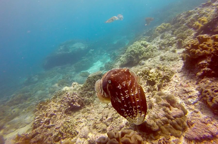 Bali's underwater wonderland: Photo Gallery - Two For The World