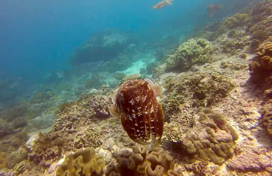 Bali's underwater wonderland: Photo Gallery - Two For The World