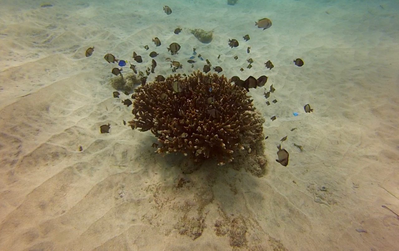 Bali's underwater wonderland: Photo Gallery - Two For The World