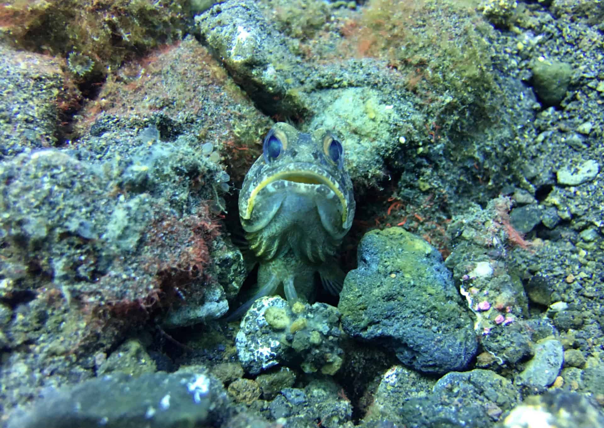 Muck Diving In Bali: All The Small Things - Two For The World